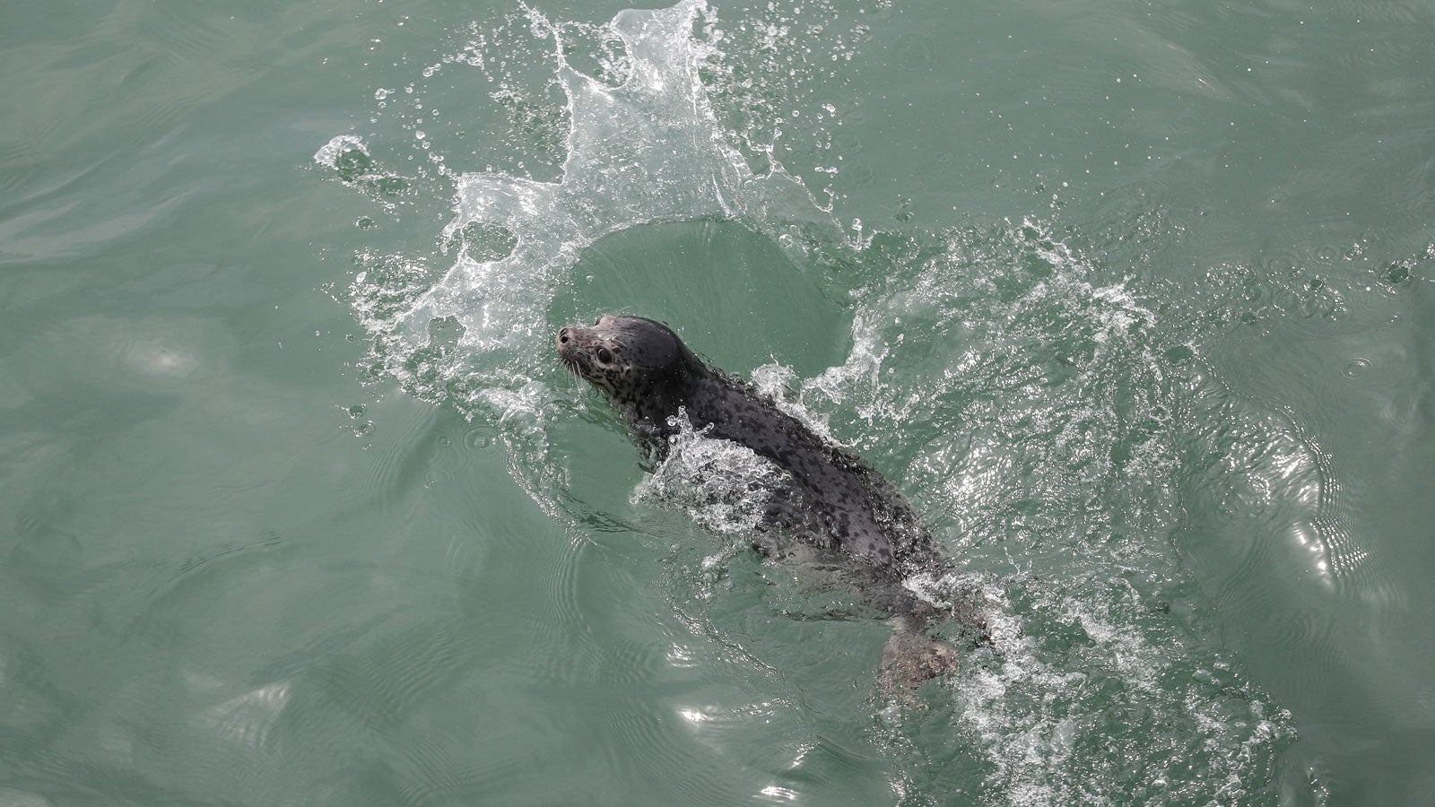 Auch Folge des Klimawandels: Tiere in der Ostsee magern ab