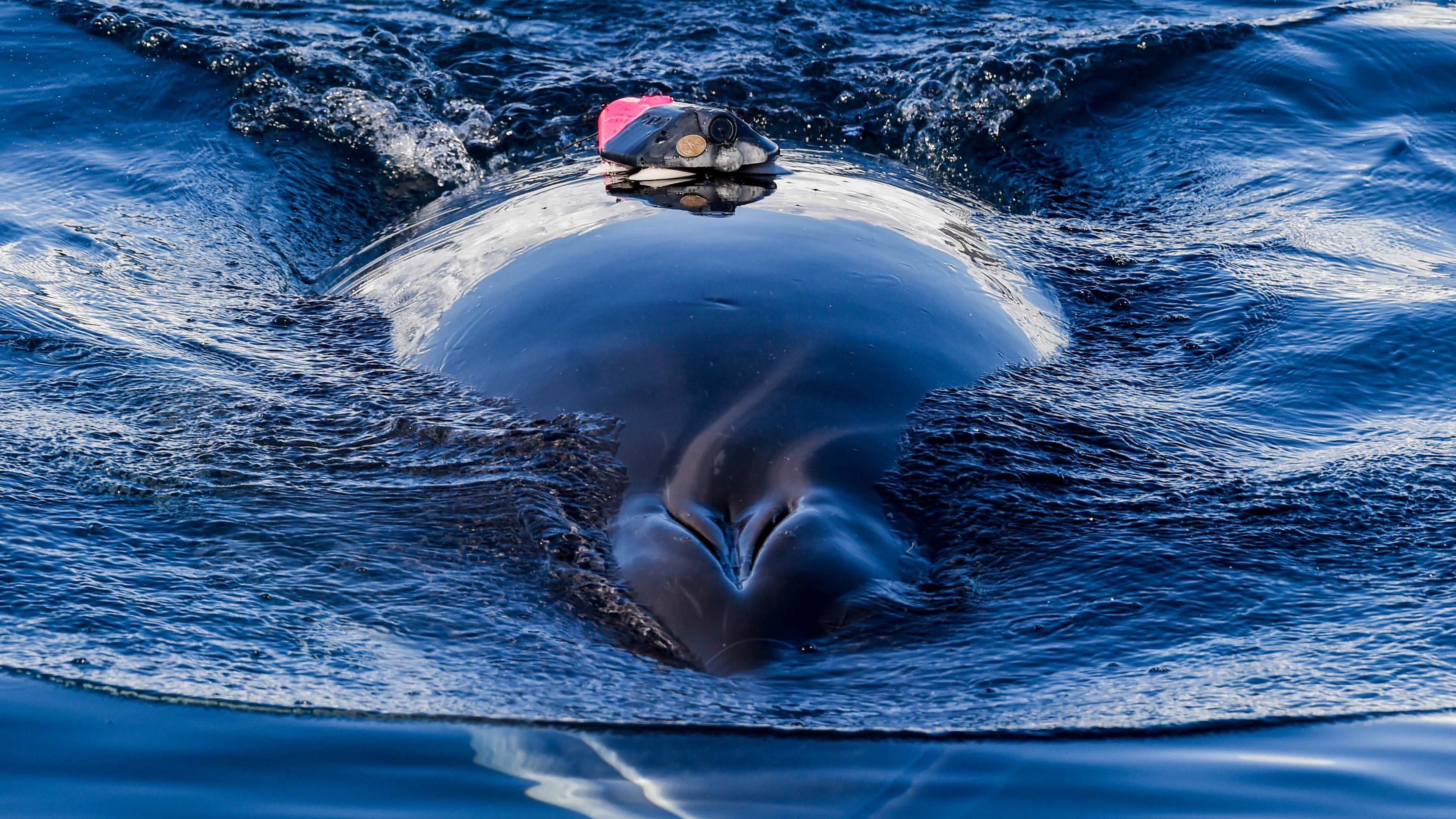 Größtes Tier der Erde: Forscher finden Spannendes über Blauwale heraus ...