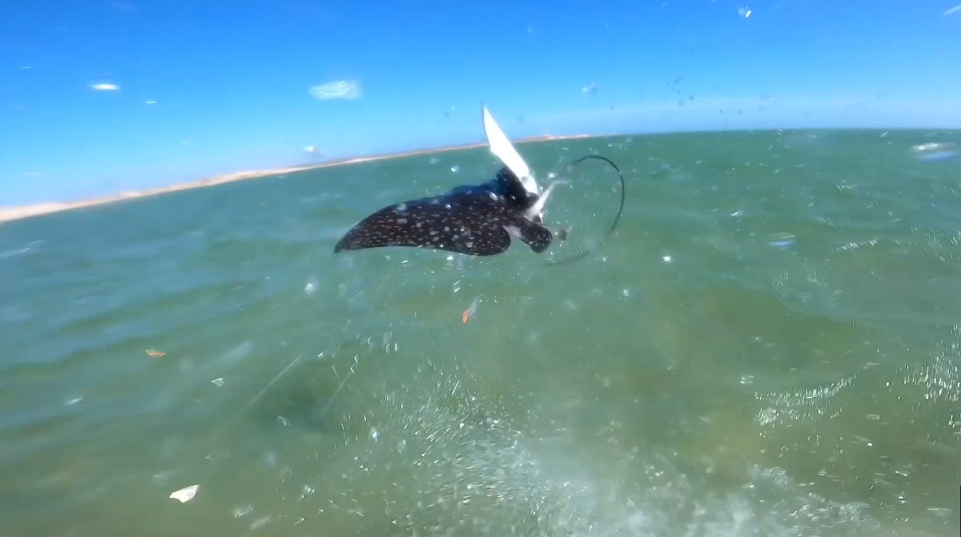 Baby Stachelrochenstich