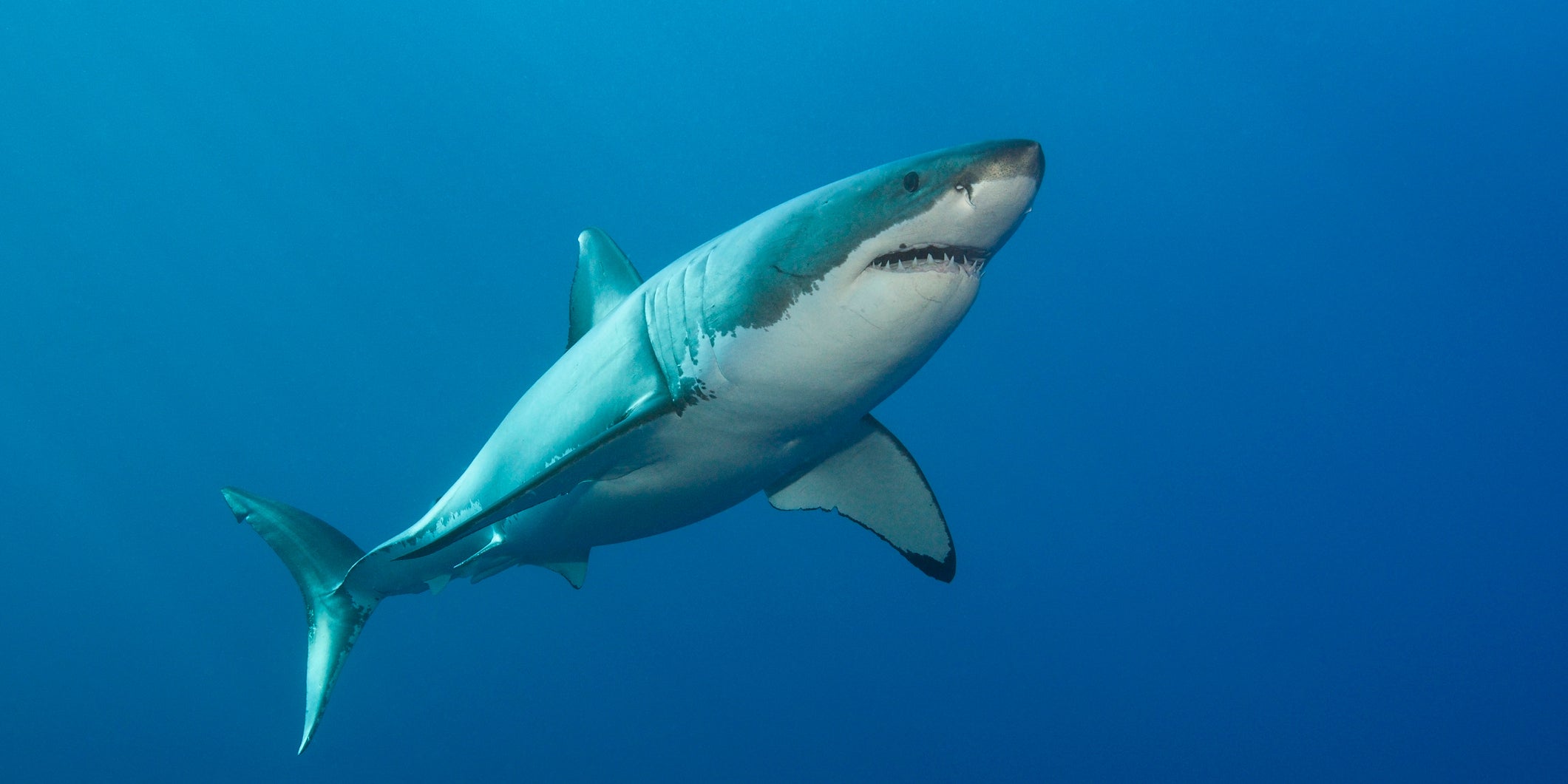 Junge weiße Haie leben gern nah am Strand | Weather.com