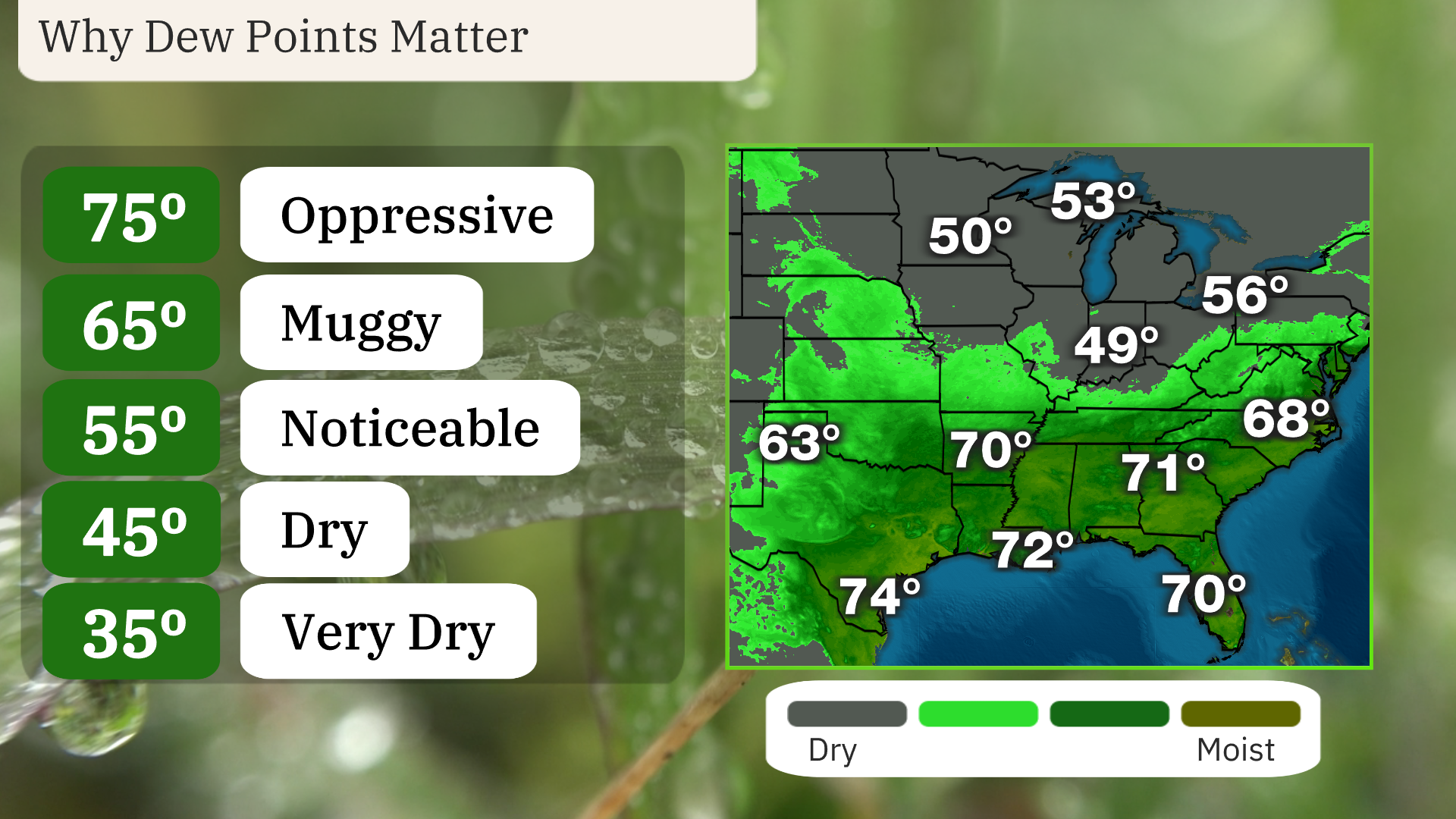 Weather Words: Why The 'Dew Point' Temperature Matters | Weather ...