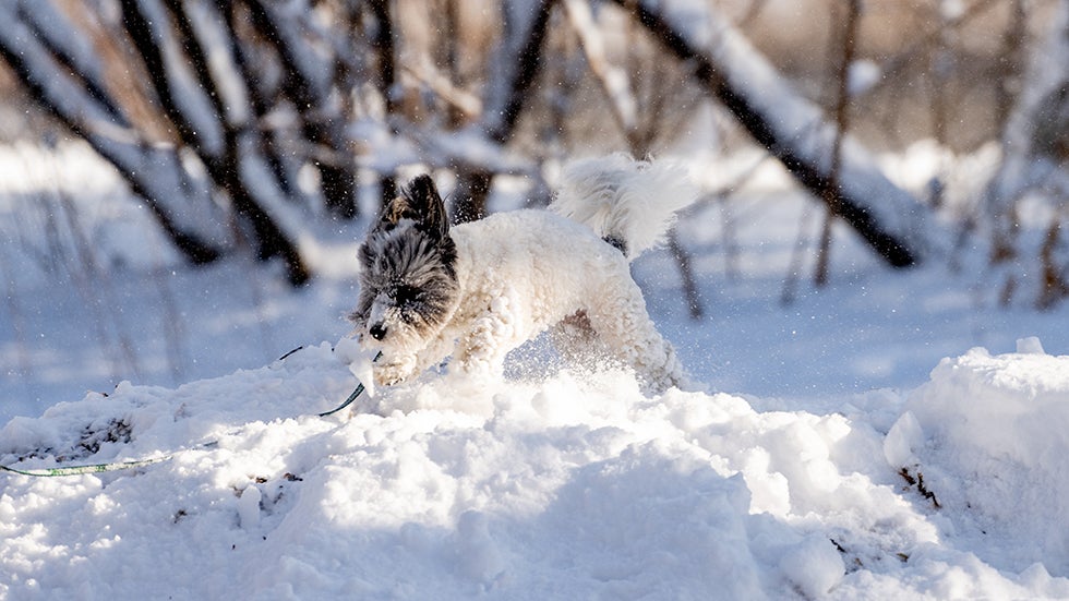 Dogs Just Seem to Love Snow (PHOTOS) | Weather.com