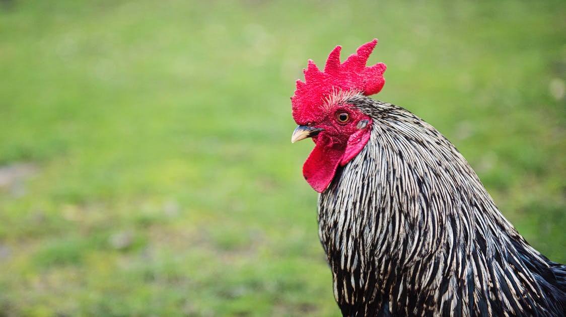 Calgary Councillor Supports Non-traditional Support Animals | The ...