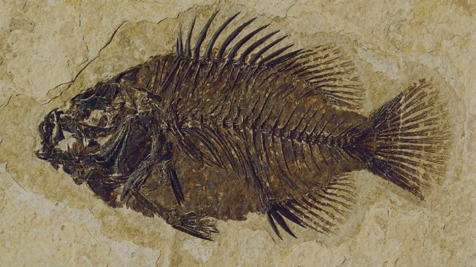 Mississippi State Fossil