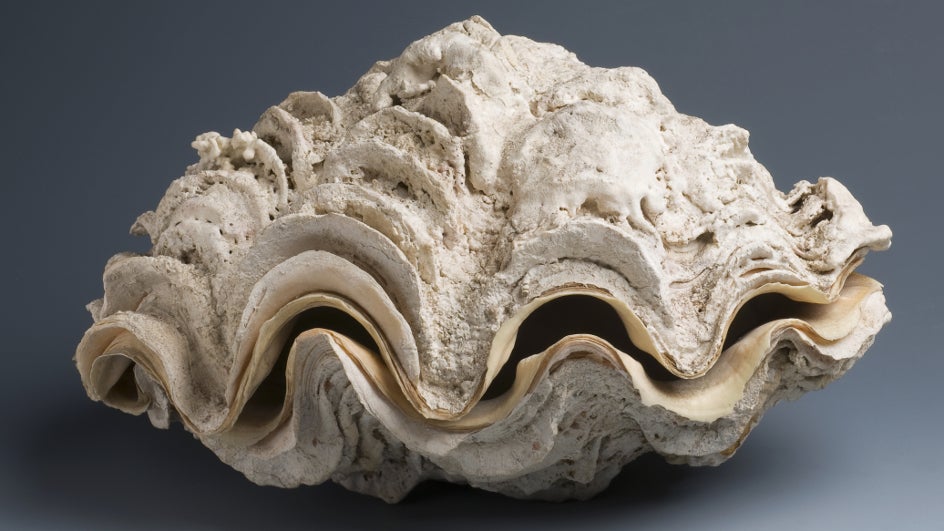 Concha De Almeja Morada Guía Para Reconocer Las Conchas Marinas