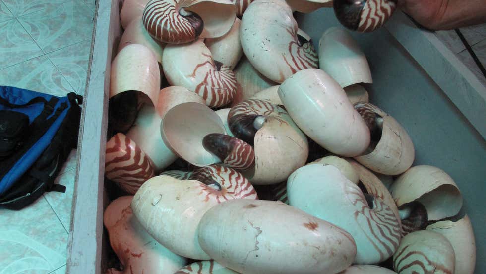 Numbering the Nautiluses: The Quest to Save A Living Fossil | The ... Numbering the Nautiluses: The Quest to Save A Living Fossil | The ...