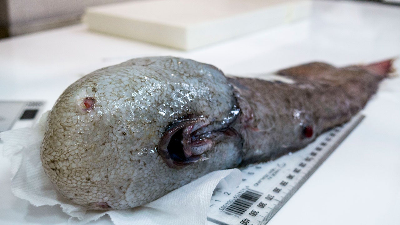 'Faceless' Fish Reemerges Off Australian Coast More Than a Century ...