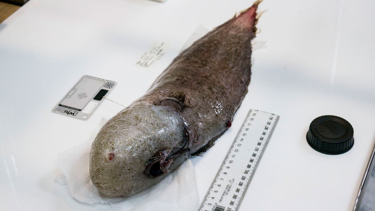 'Faceless' Fish Reemerges Off Australian Coast More Than a Century ...