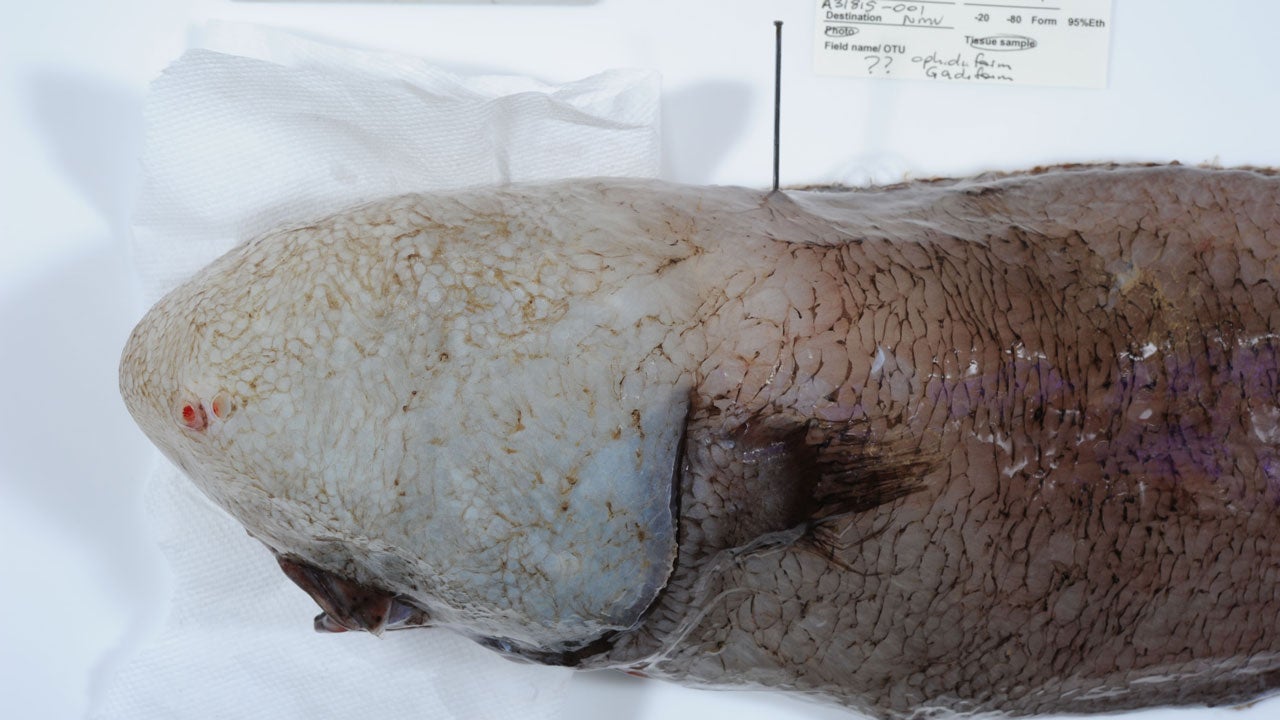 'Faceless' Fish Reemerges Off Australian Coast More Than a Century ...
