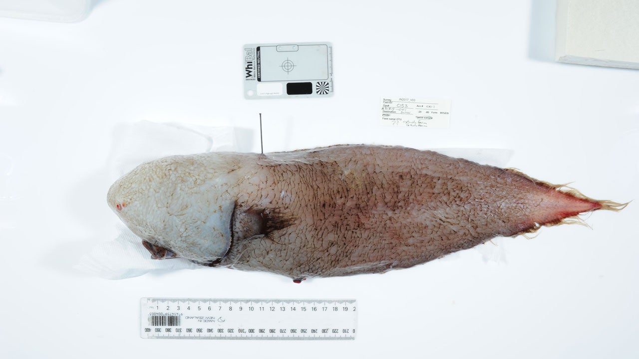 'Faceless' Fish Reemerges Off Australian Coast More Than a Century ...