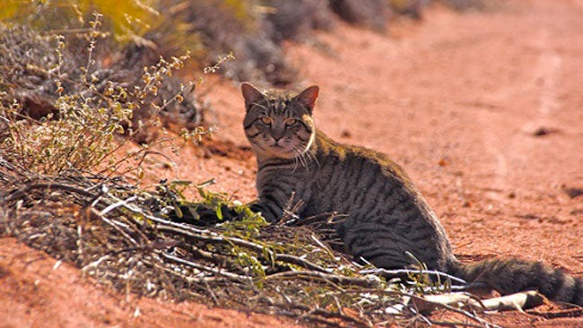 Feral Cats Are a Destroying the Ecosystem, Should Be Euthanized ...