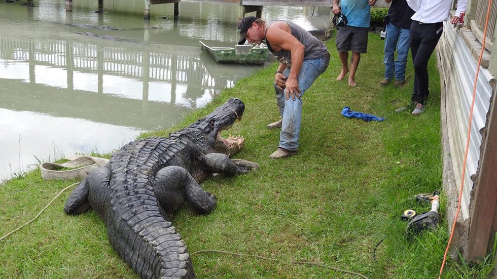 Hundreds of Alligators Gather in Florida Park to Sunbathe | The Weather ...