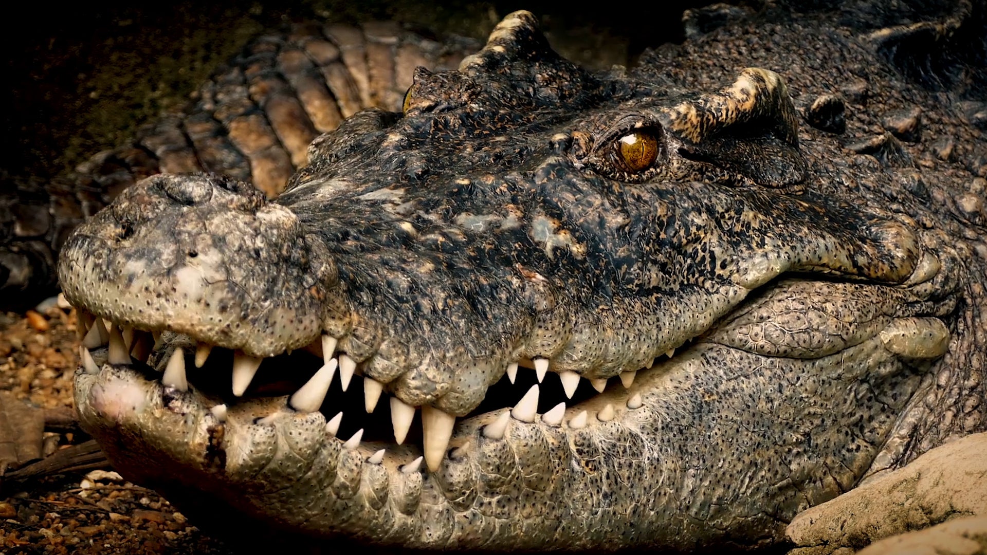 Florida Man Describes Gator Attack - Videos from The Weather Channel