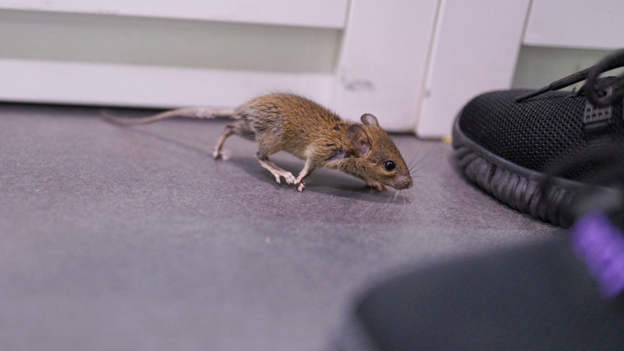 What to Do if You Find Critters Living in Your Home | The Weather Channel