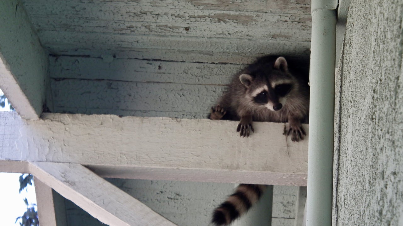 What to Do if You Find Critters Living in Your Home | The Weather Channel