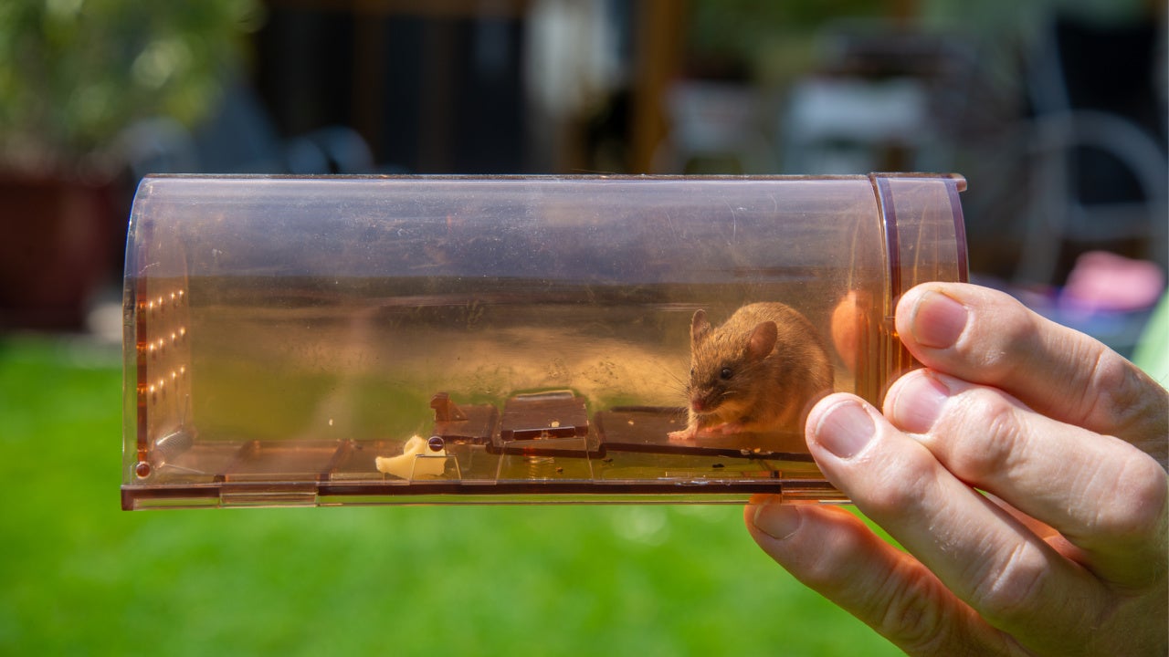 What to Do if You Find Critters Living in Your Home | The Weather Channel