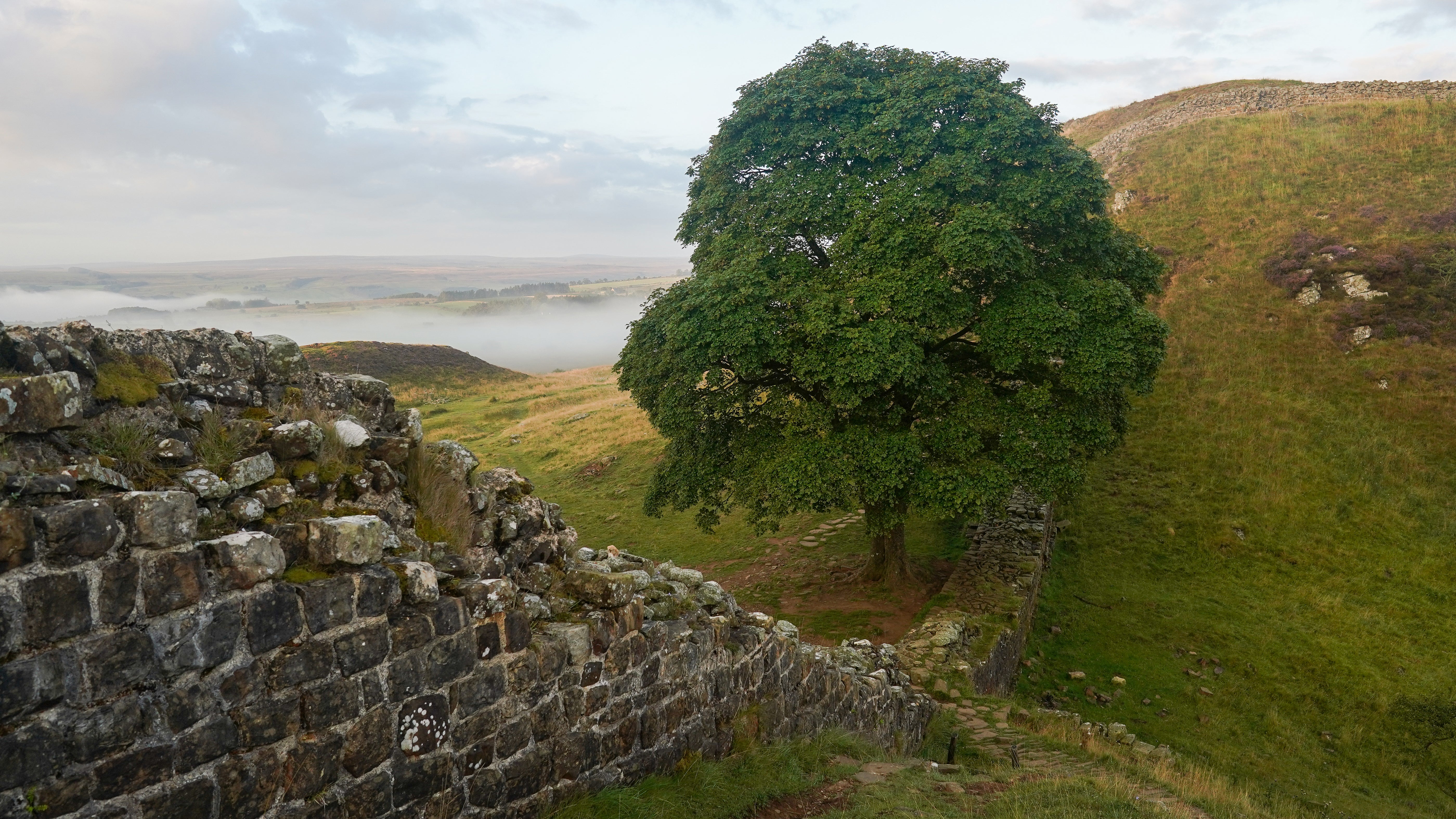Photos Of The Sycamore Gap Tree | Weather.com