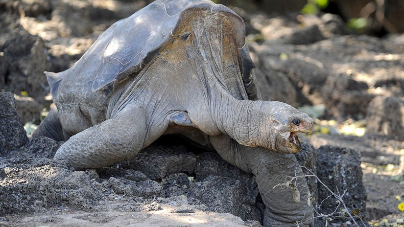 How Scientists Hope to Resurrect an Extinct Galápagos Tortoise Species ...