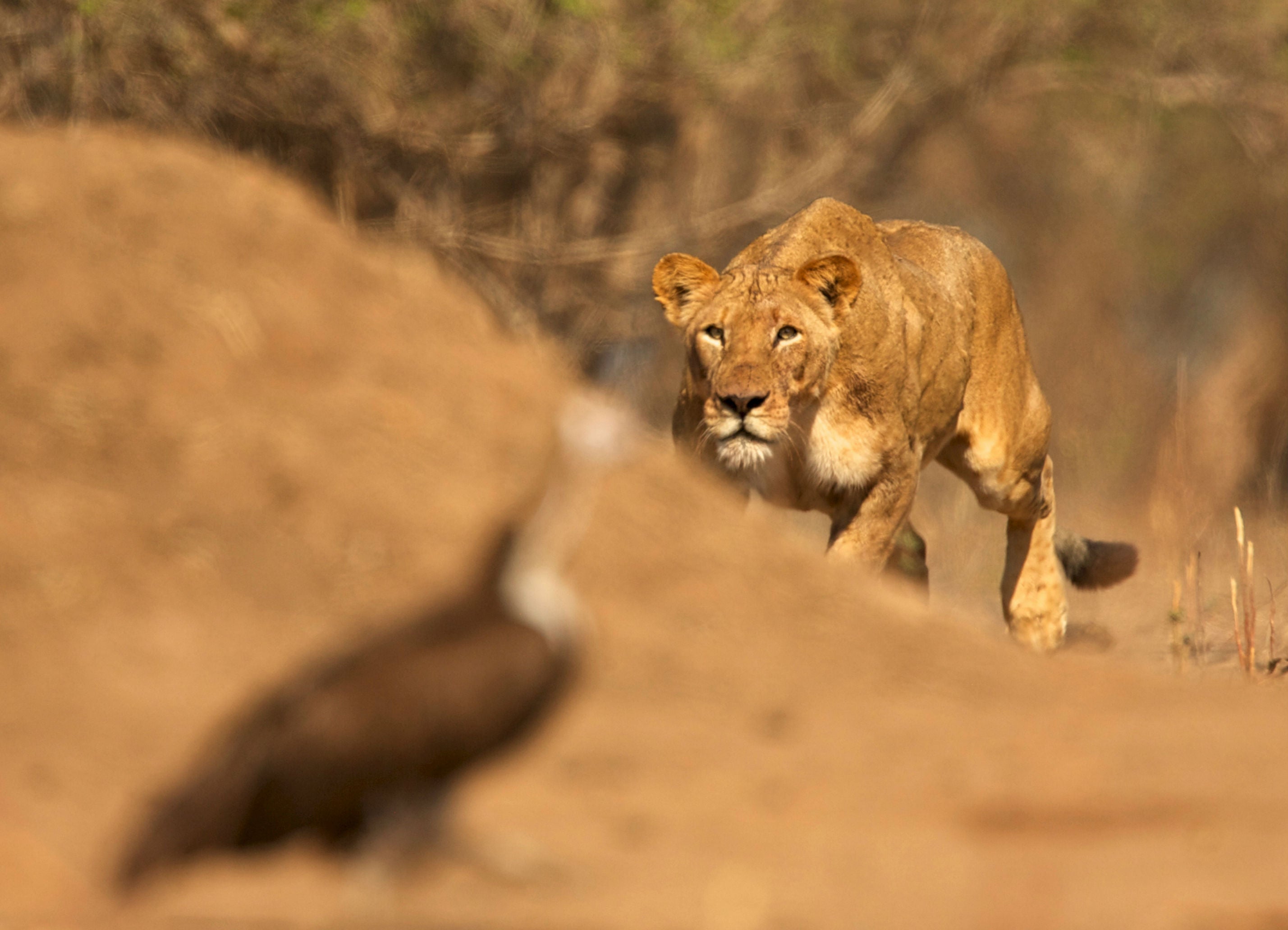 Global Warming Could Make Predators More Voracious, Throwing Off Nature ...