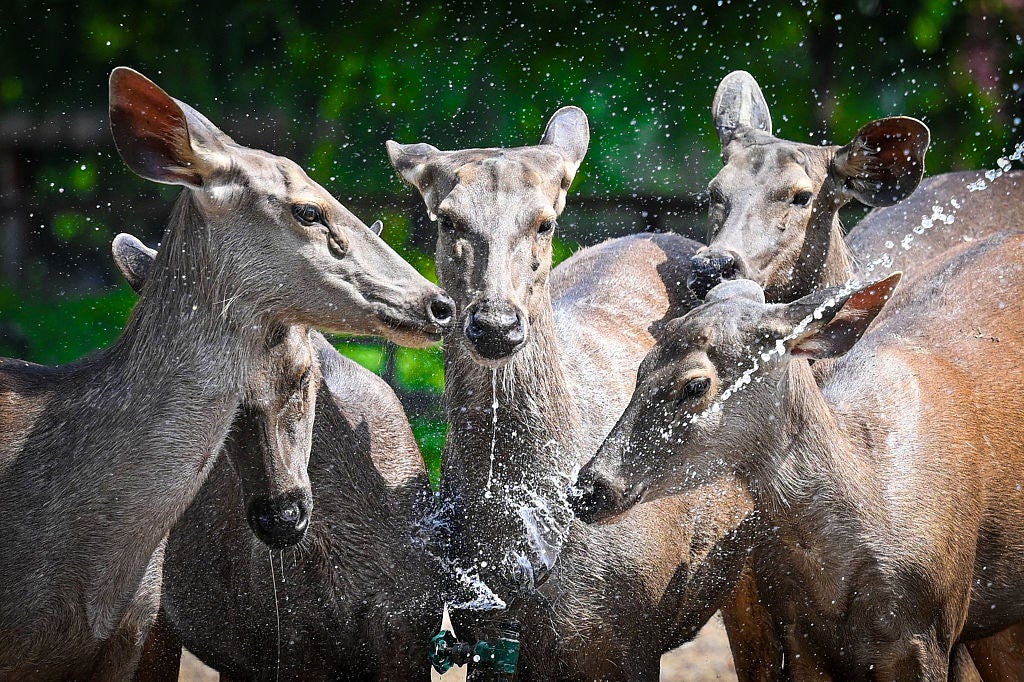 Zoo Animals Cool Off As Extreme Heat Hits New Delhi | Weather.com