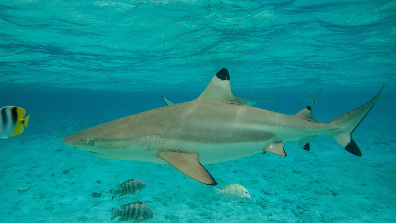 Thousands of Blacktip Sharks Spotted Off Florida Coast | The Weather ...