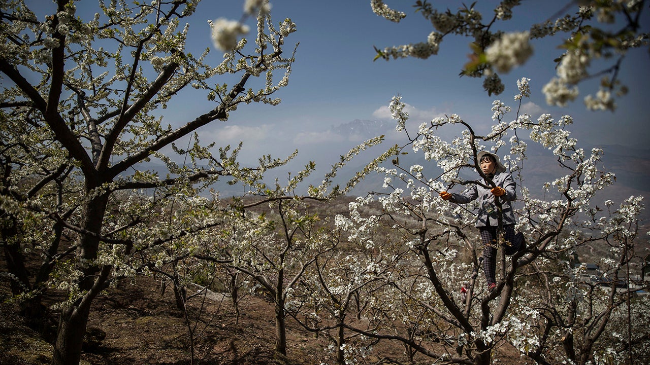 Photographer Captures Bee-less Dystopia in China (PHOTOS) | The Weather ...
