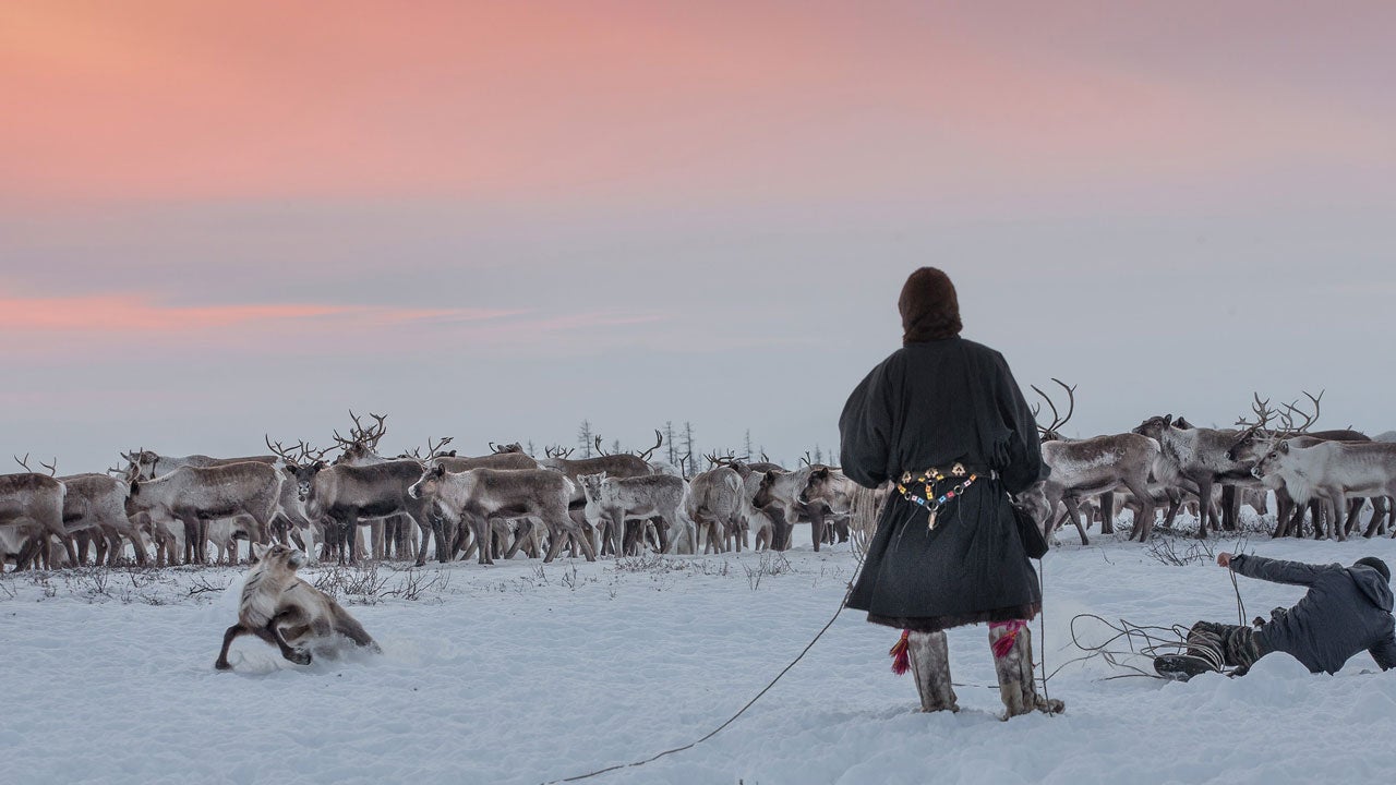 Melting Sea Ice is Starving Thousands of Reindeer in Siberia | The ...