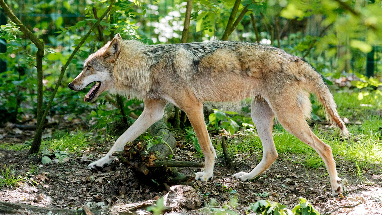 Wolves Were Once Extinct in Germany, but This Week, a Man Was Bitten by ...