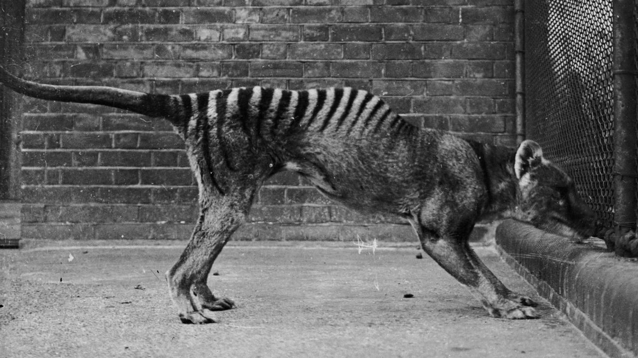 Tasmanian Tiger May Not Be Extinct After All, at Least According to ...