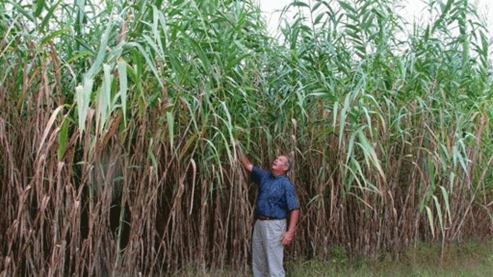 Is Giant Reed a 'Miracle Plant' or the Next Kudzu? | Weather.com
