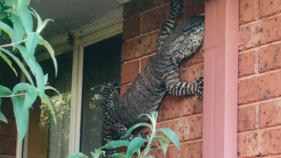 This Is How Australia Does House Lizards | The Weather Channel