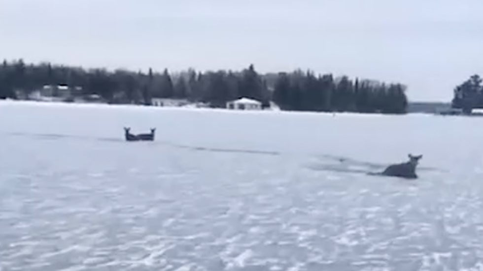 Ice Skater Rescues Three Stranded Deer on Frozen Lake in Canada | The ...