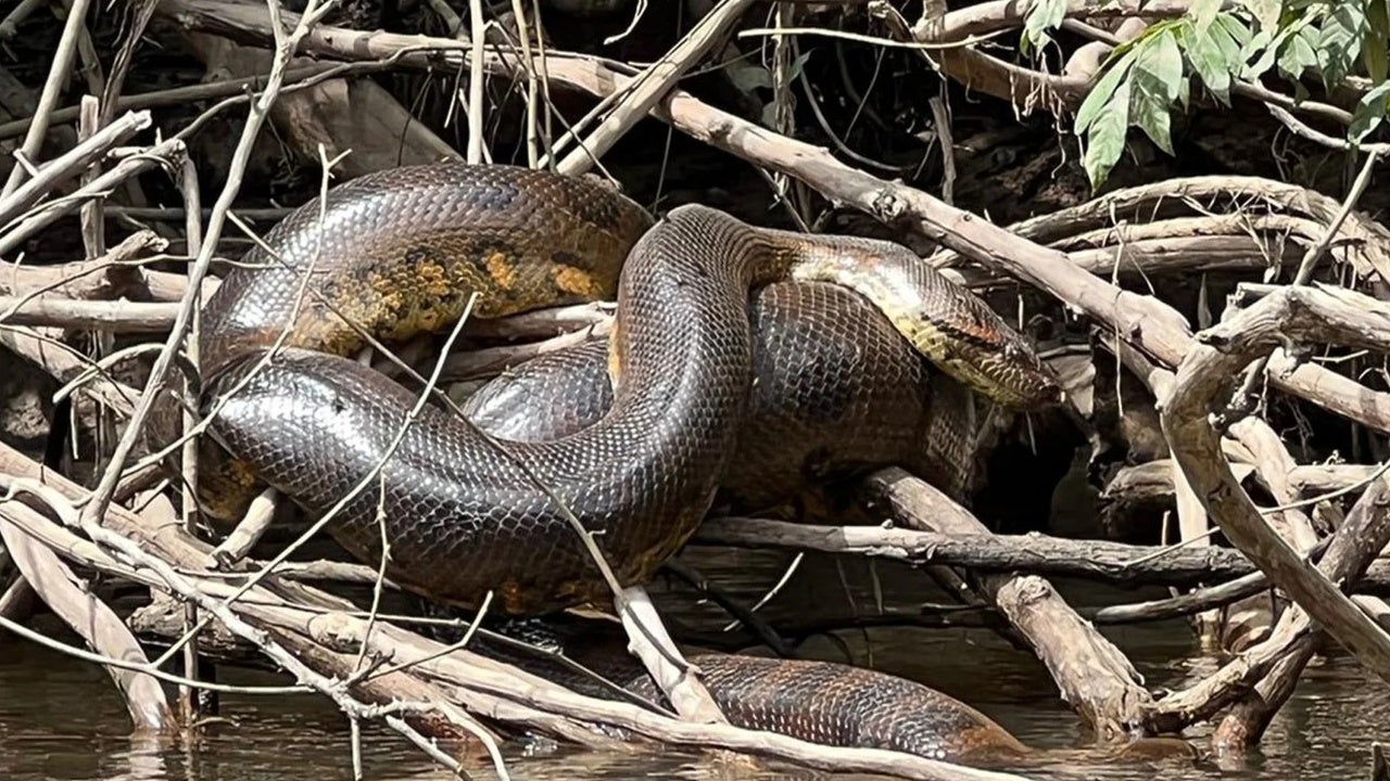 Everyday Science About Anacondas Florida's War With Invasive Pythons