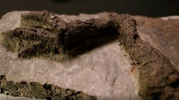 An Impossible Fossil: Scientists Find a Perfectly Preserved ...