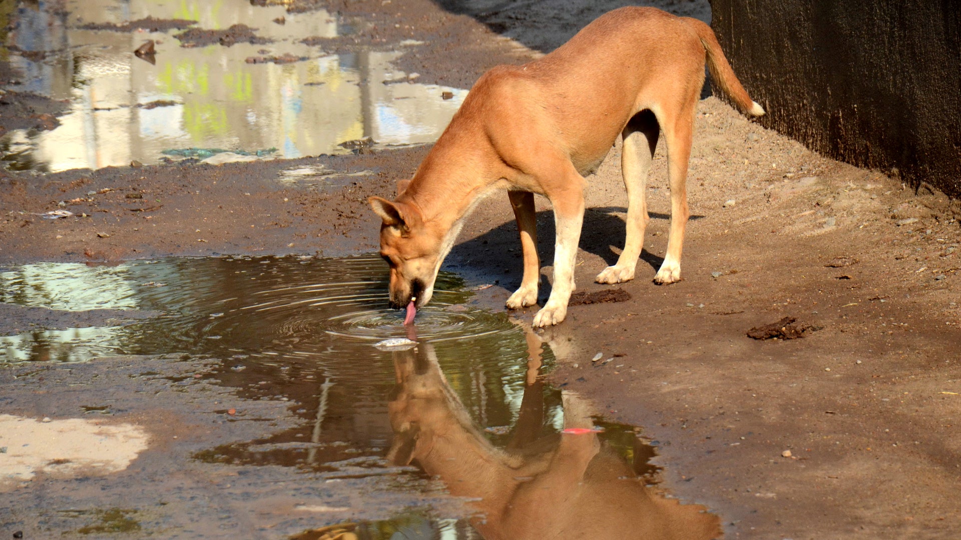 Can Dogs Survive Rabies