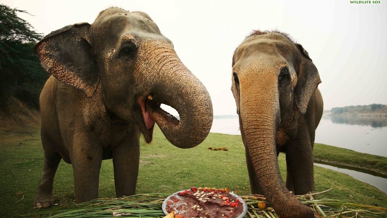Elephant Eating