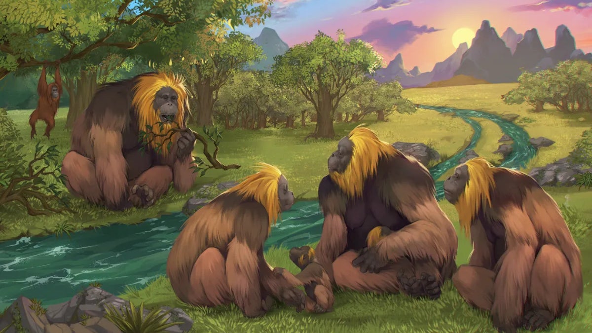 Gigantopithecus Ice Age Prehistoric Primates Gigantopithecus. Giant
