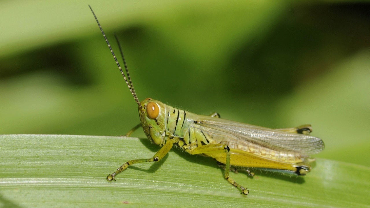 Tidda Fever: Locust Invasion Keeps Northwest India on Its Toes | The ...