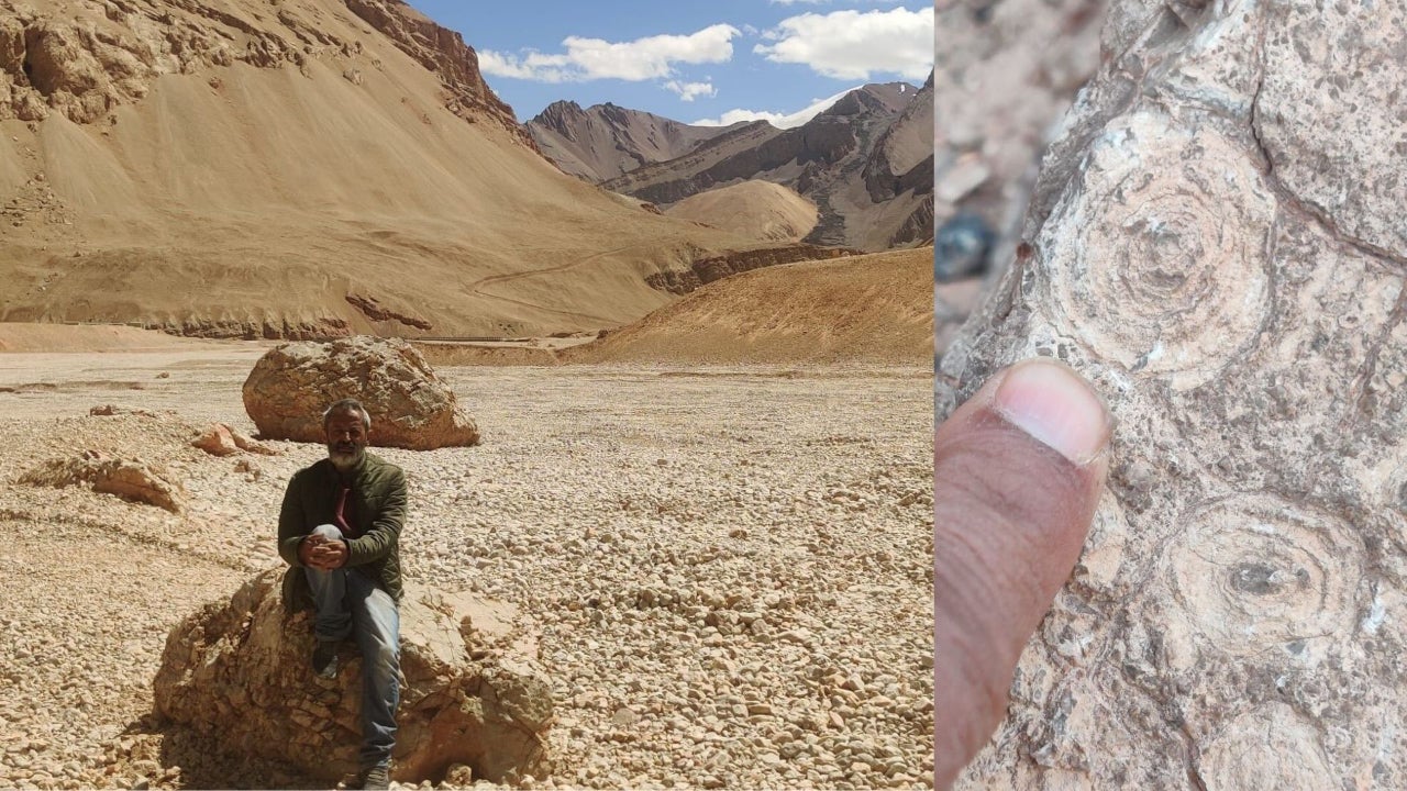 Marine Fossils Found in Ladakh Prove the Himalayas Rose from the Sea ...