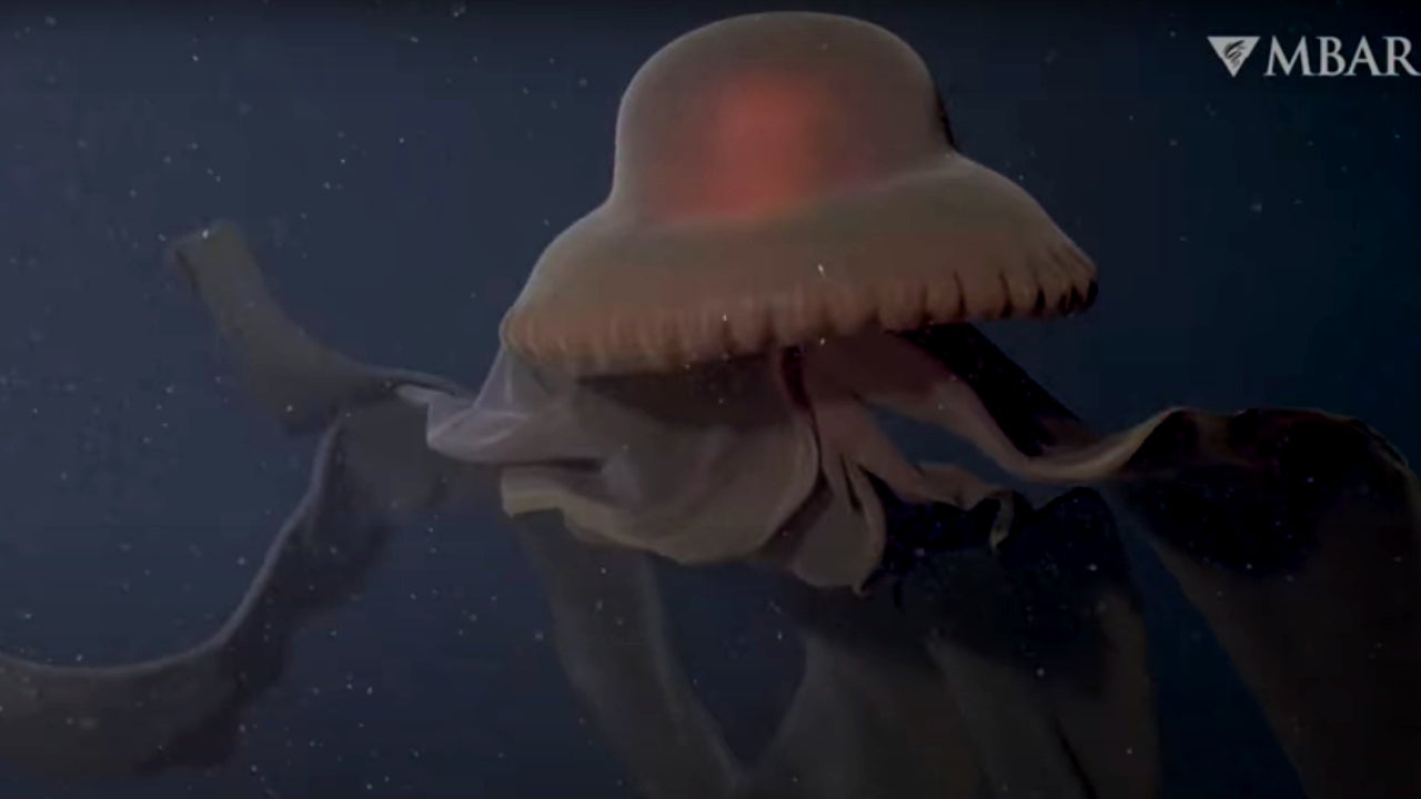 Giant Deep Sea Jellyfish