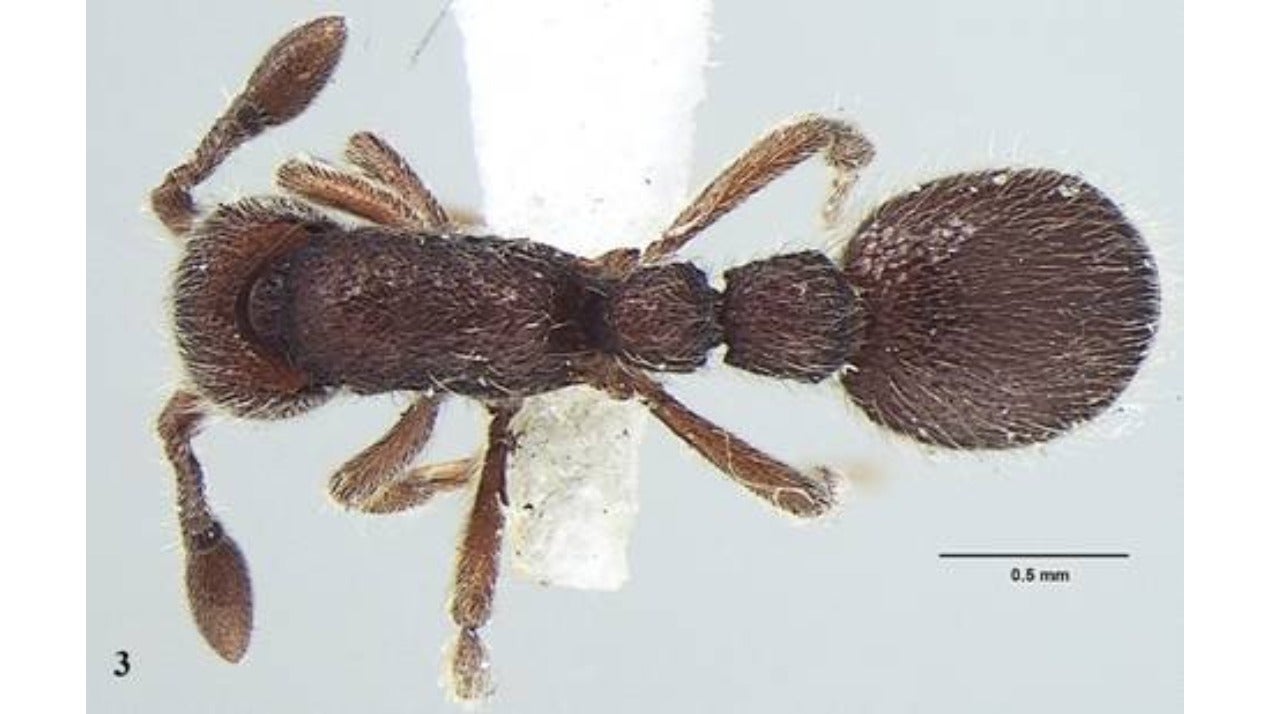 Researchers Discover Two New Species of Rare Ants from Kerala and Tamil ...