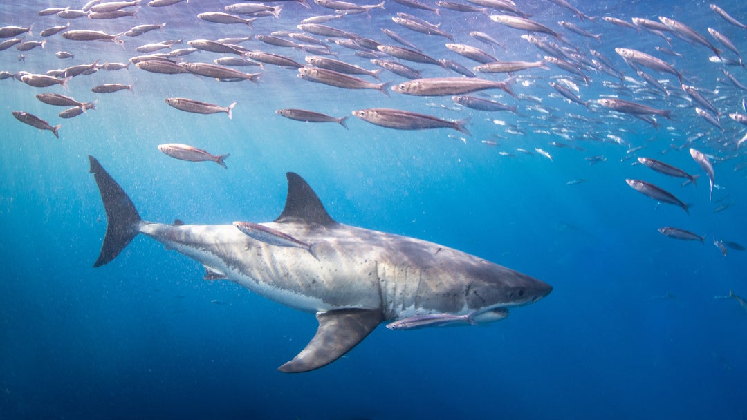 Great White Shark Poaching