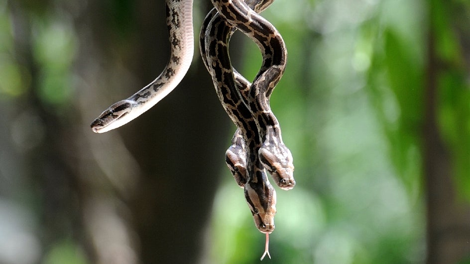 Understanding Snake Diversity: Species Count Around the World