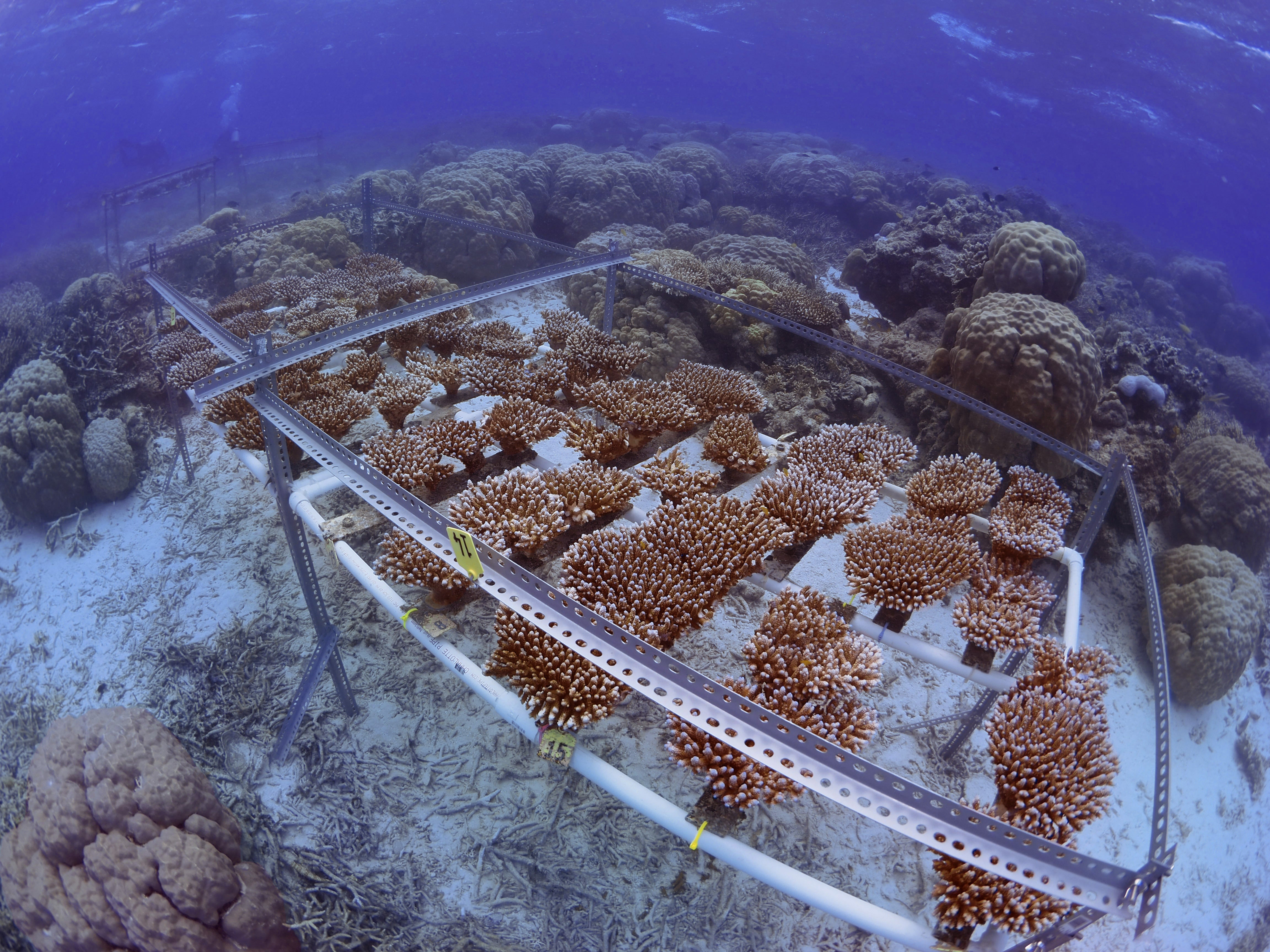 Marine Heat Wave Resistant Reefs: Selective Coral Breeding For Better ...