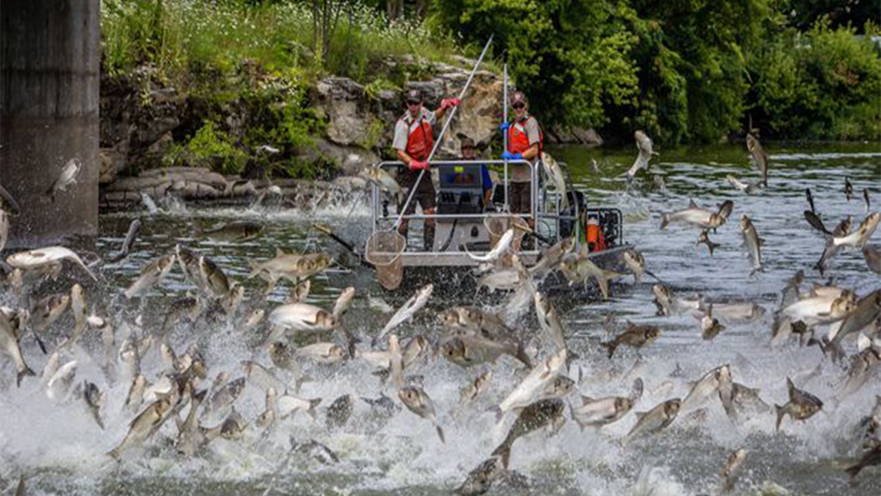 Invasive Silver Carp Found in Southwest Minnesota for First Time | The ...