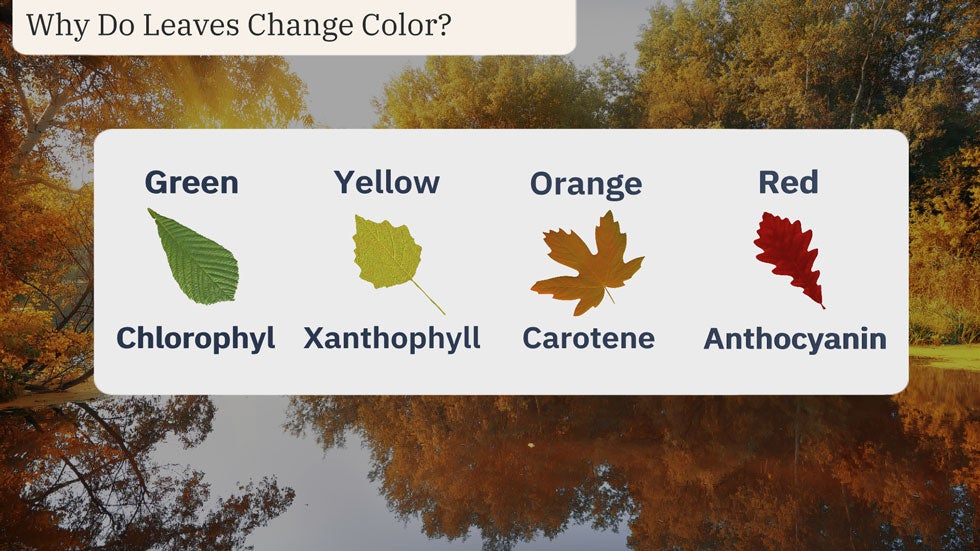 Why Do Leaves Change Color In the Fall? | Weather.com