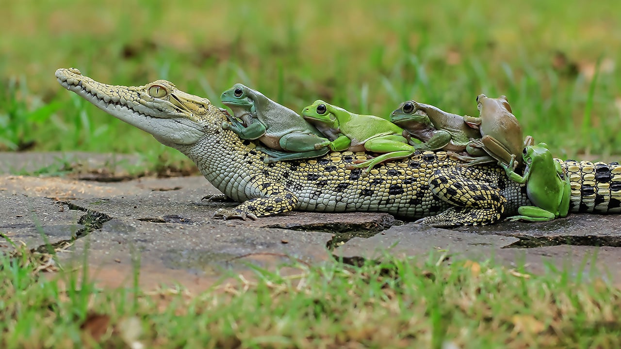 Once-in-a-Lifetime Snap: Five Frogs Riding a Crocodile (PHOTOS) | The ...