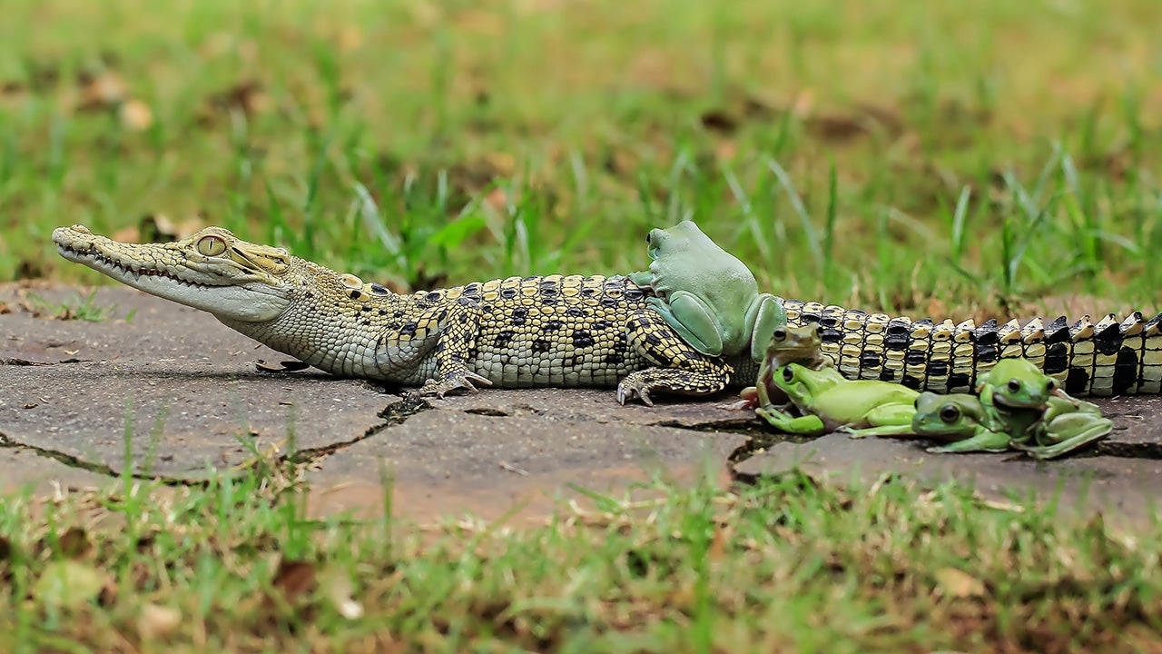 Once-in-a-Lifetime Snap: Five Frogs Riding a Crocodile (PHOTOS) | The ...