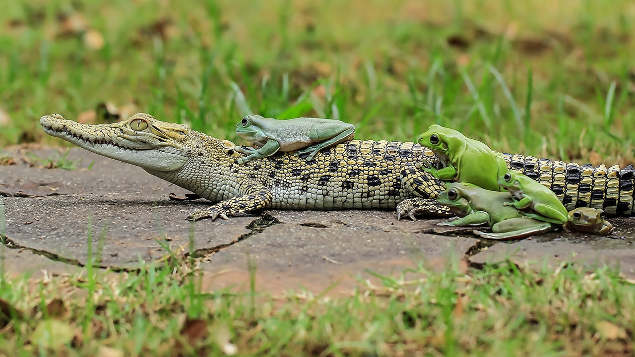 Once-in-a-Lifetime Snap: Five Frogs Riding a Crocodile (PHOTOS) | The ...
