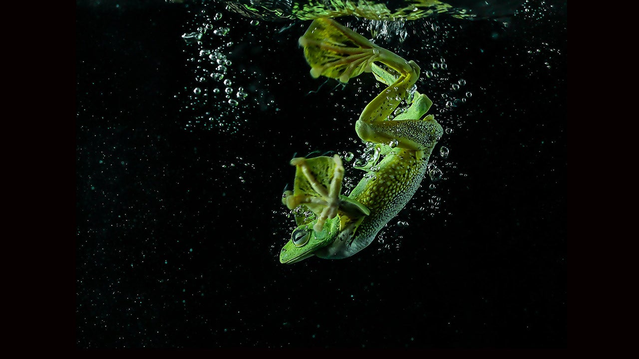 The Surprising Grace of a Frog Underwater (PHOTOS) | The Weather ...